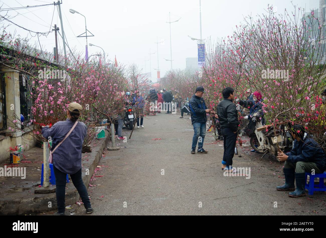 Vietnam tet tree hi-res stock photography and images - Alamy