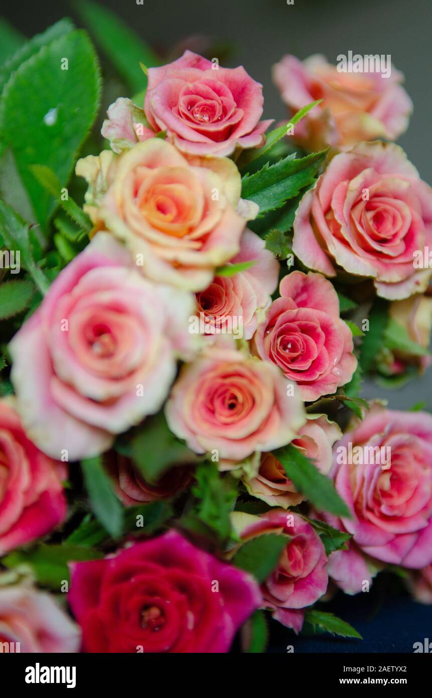 About a dozen or so pink roses together Stock Photo - Alamy