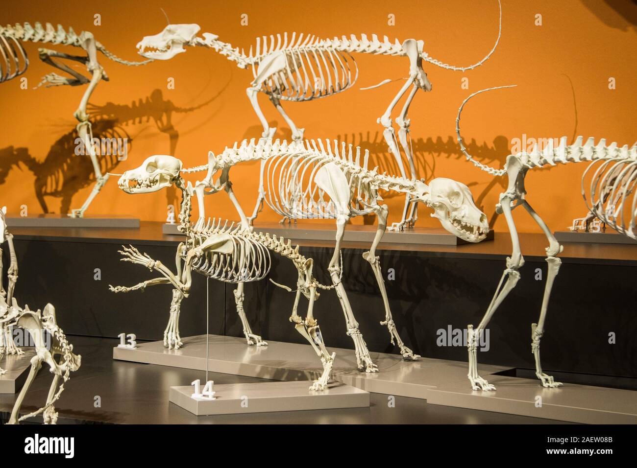 Adelaide, Australia 11 December 2019 .Dog Terrace: An array of skeletal ...