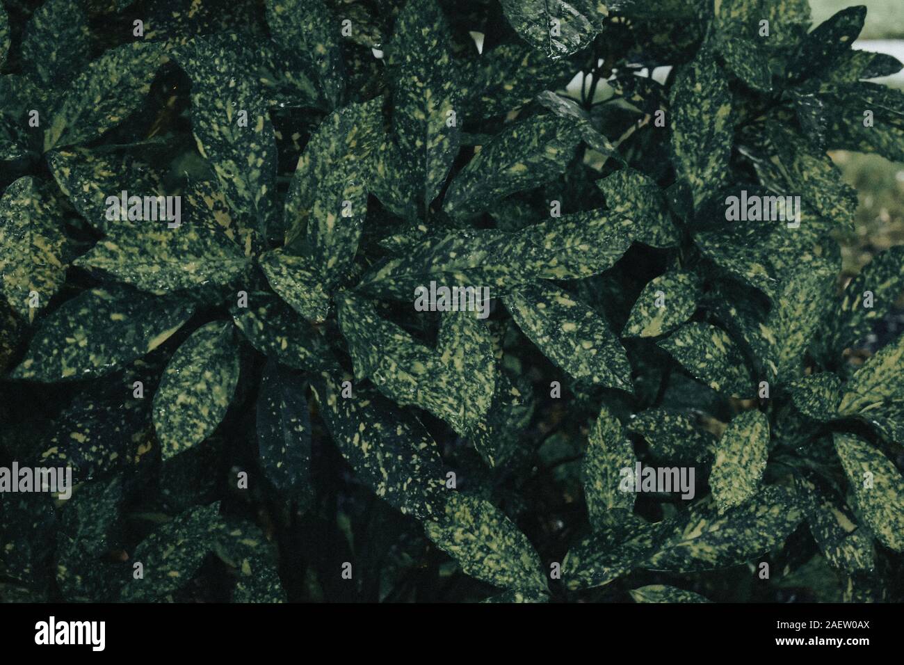 Green leafy bush hi-res stock photography and images - Alamy