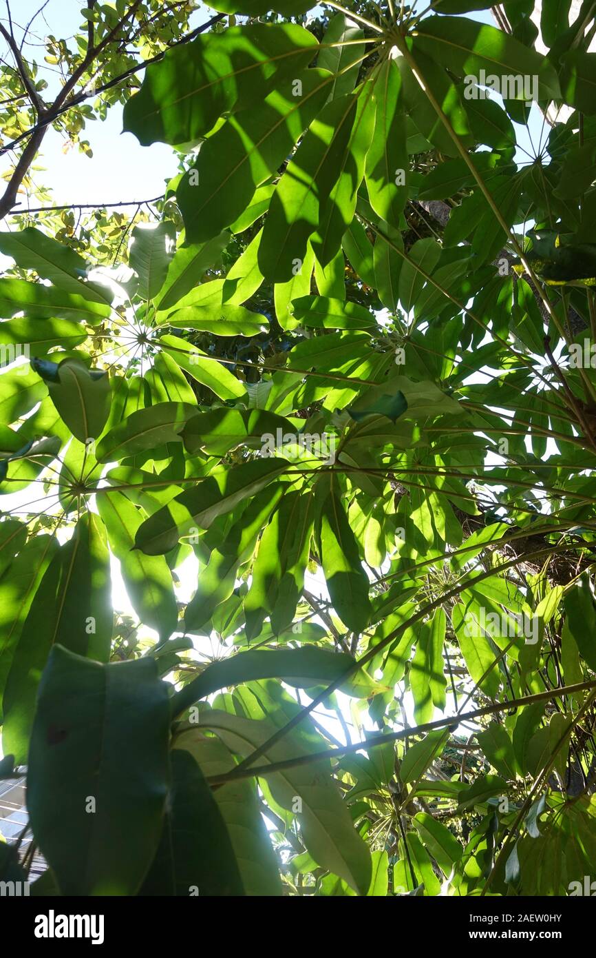 A look up at the tropical leaves and trees in Bali, Indonesia Stock ...