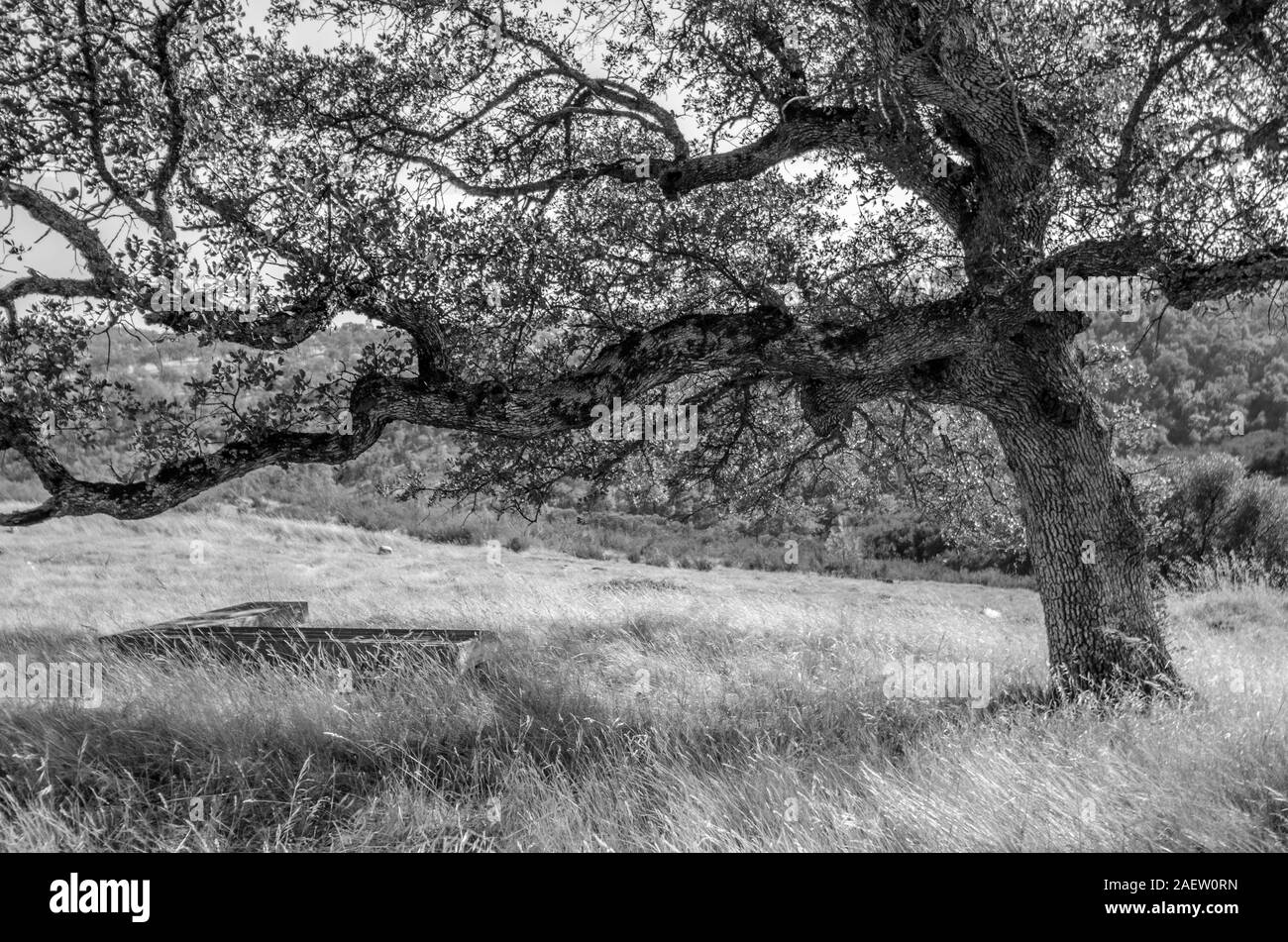 Black and white bench under oak tree Stock Photo - Alamy