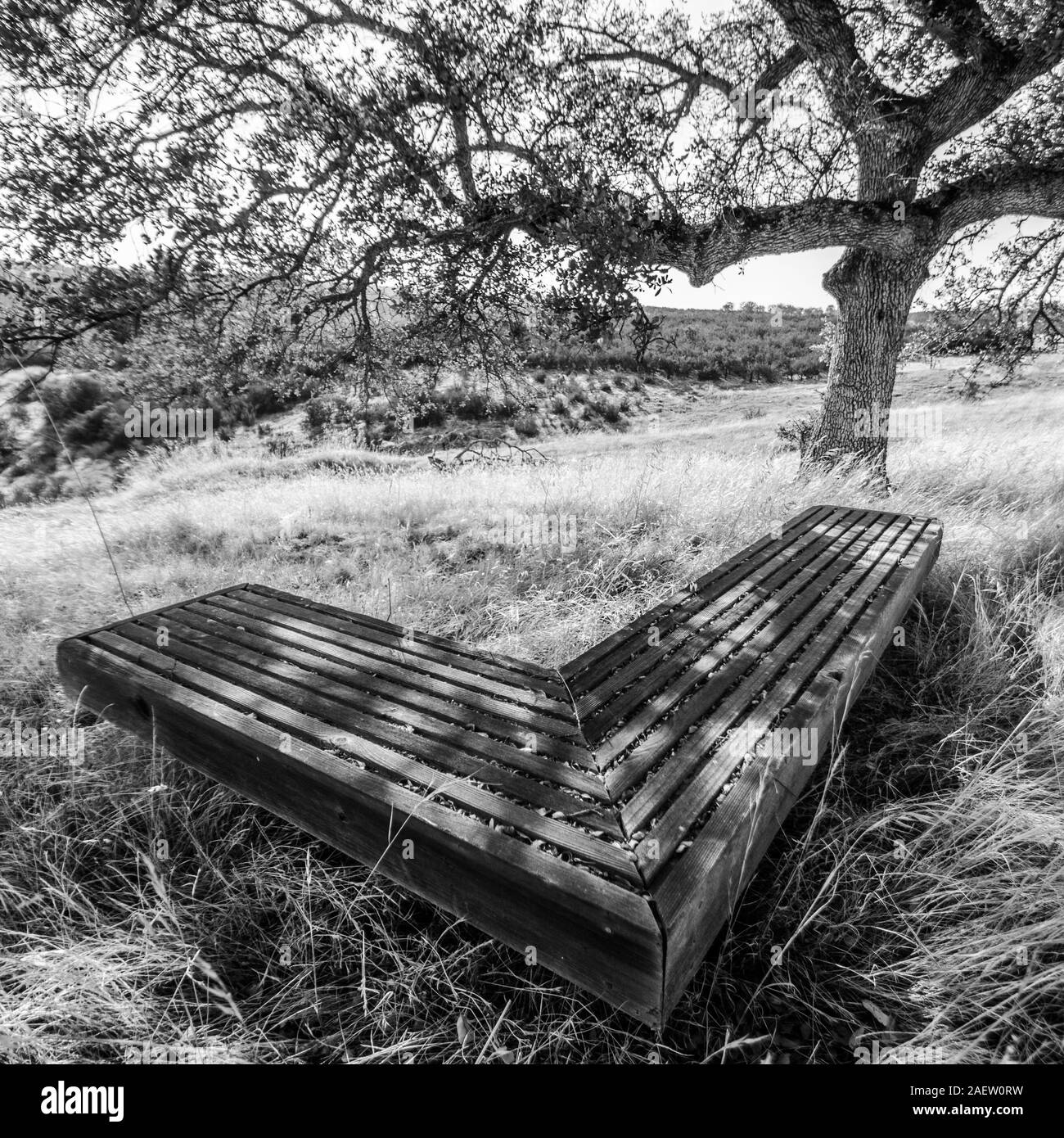 Black and white bench under oak tree Stock Photo - Alamy
