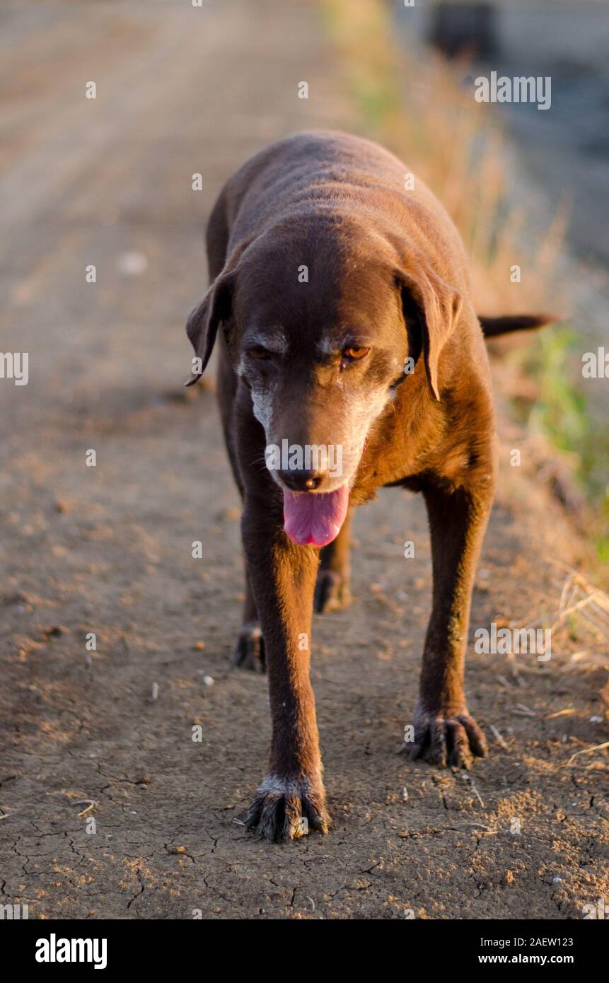 Old labrador walking hi-res stock photography and images - Alamy