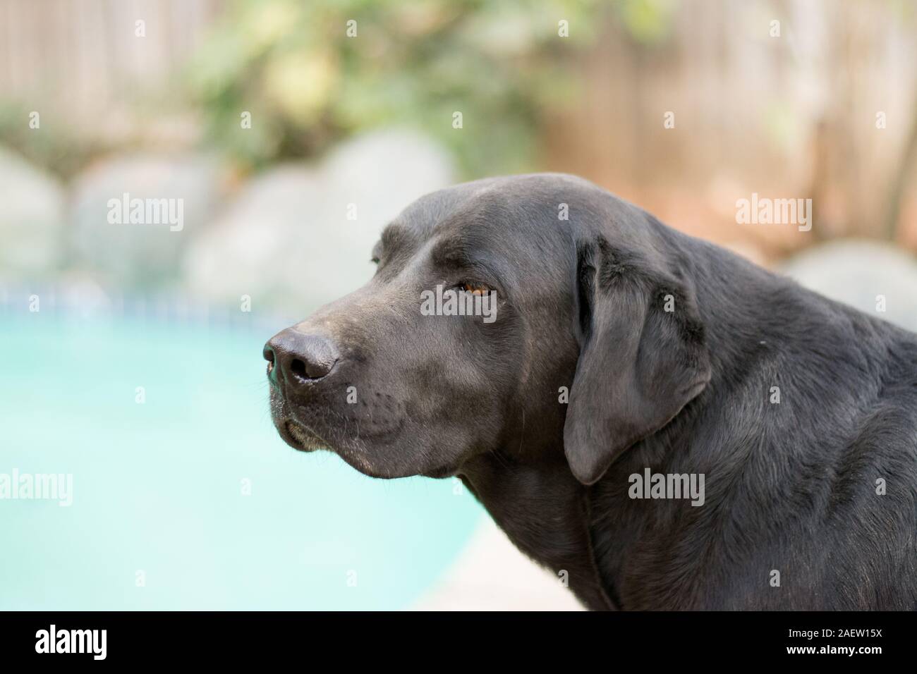 Black labrador retriever dog smelling the air Stock Photo - Alamy