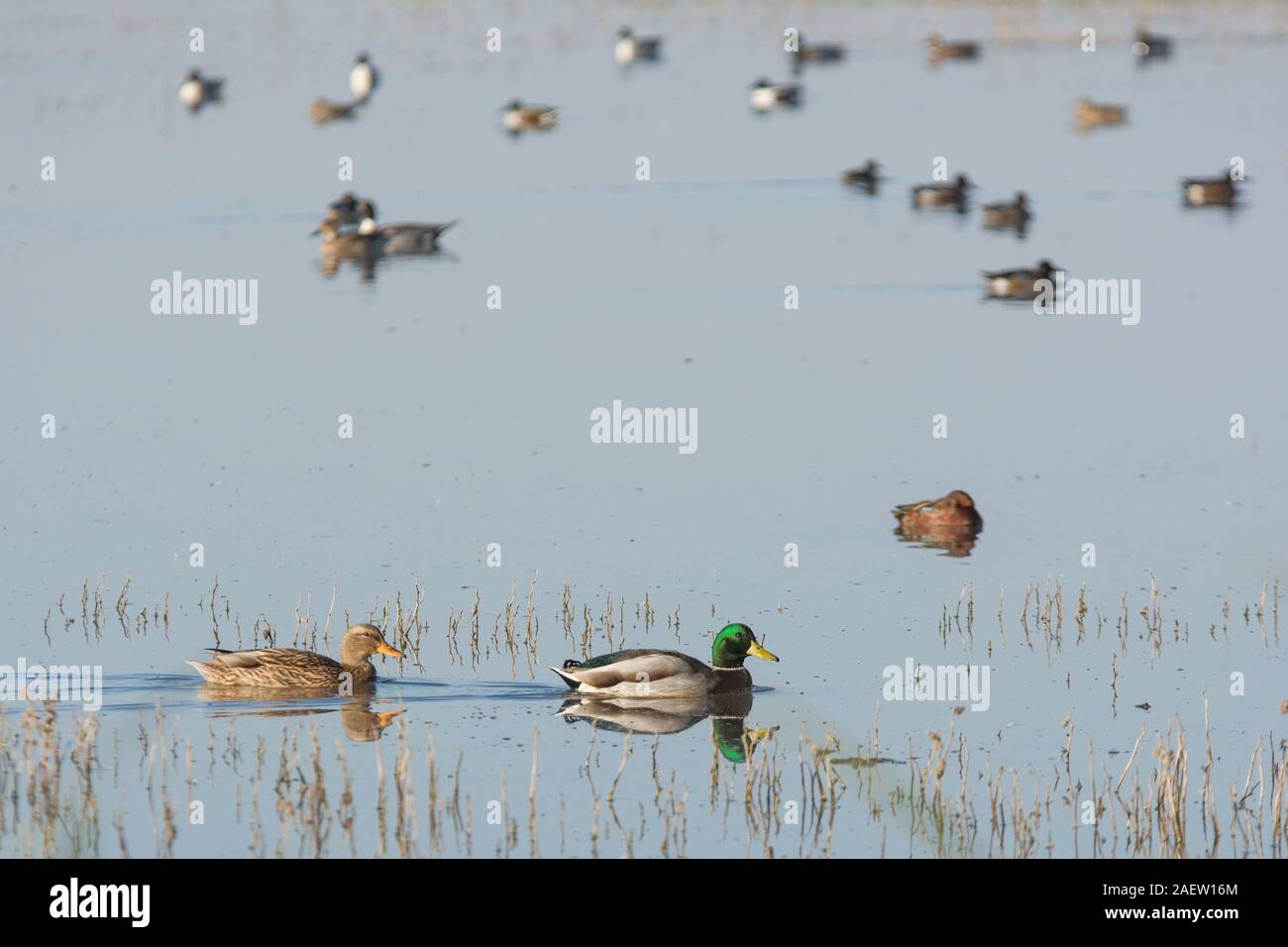 Mallard ducks swimming in duck pond wetlands Stock Photo - Alamy