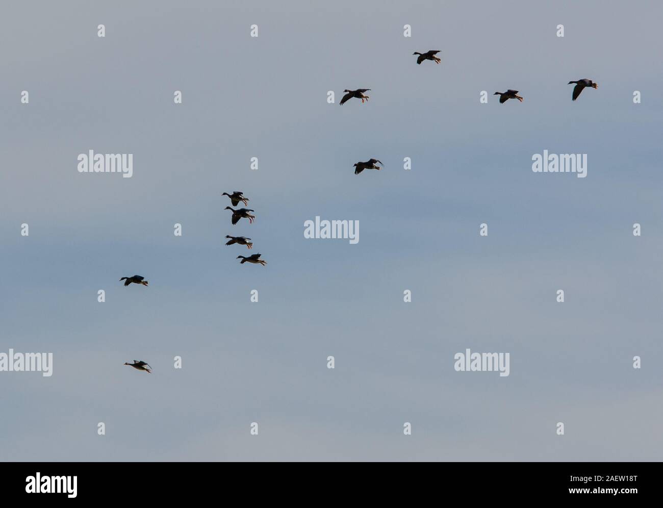 Large volume of ducks waterfowl flock taking flight wetlands Stock ...