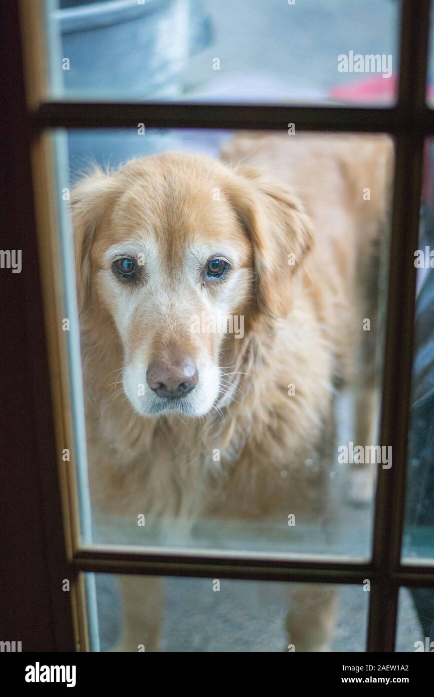 Golden retriever dog looking into glass door window Stock Photo - Alamy