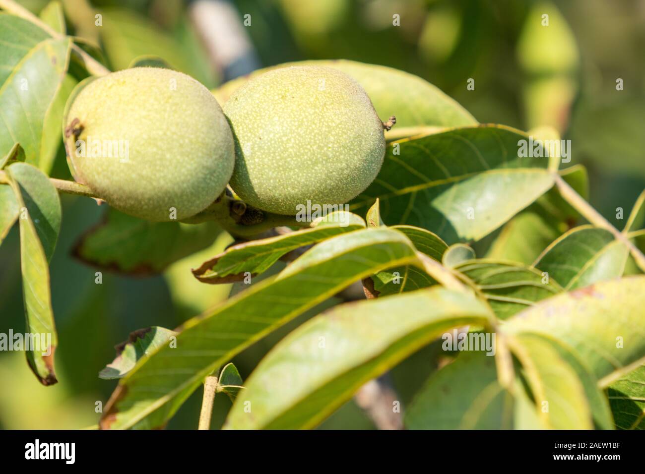 Close up on unripened hi-res stock photography and images - Alamy