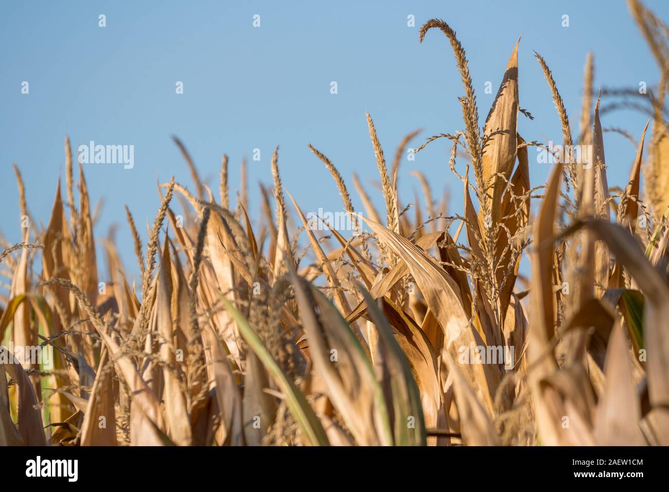 dry corn field crop background Stock Photo - Alamy