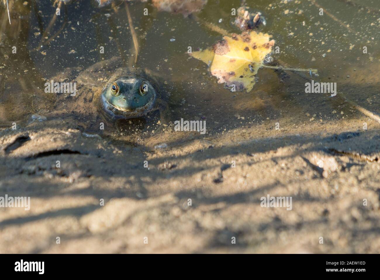 bull frog on waters edge Stock Photo - Alamy