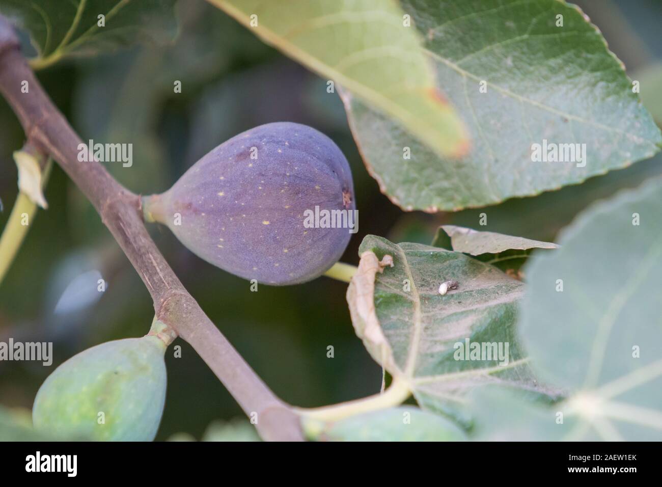Bud fig tree hi-res stock photography and images - Alamy