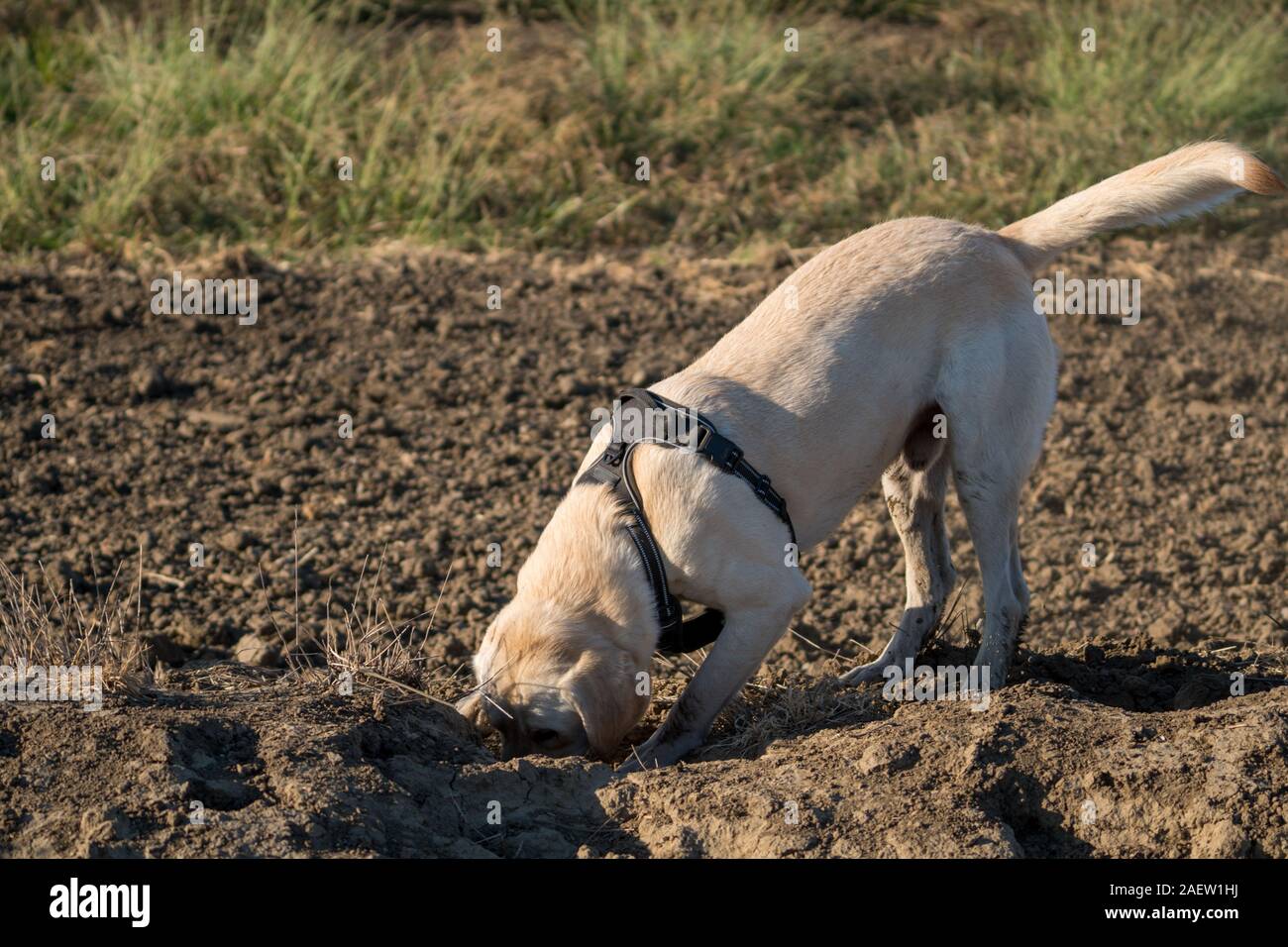 Young labrador in dirty hi-res stock photography and images - Alamy
