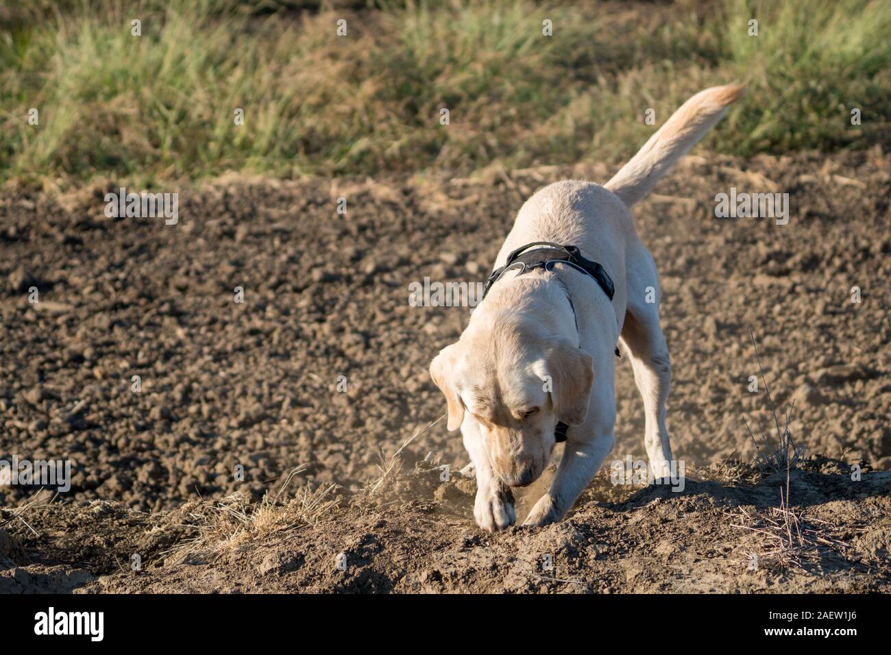 Dog digging dirt hi-res stock photography and images - Alamy