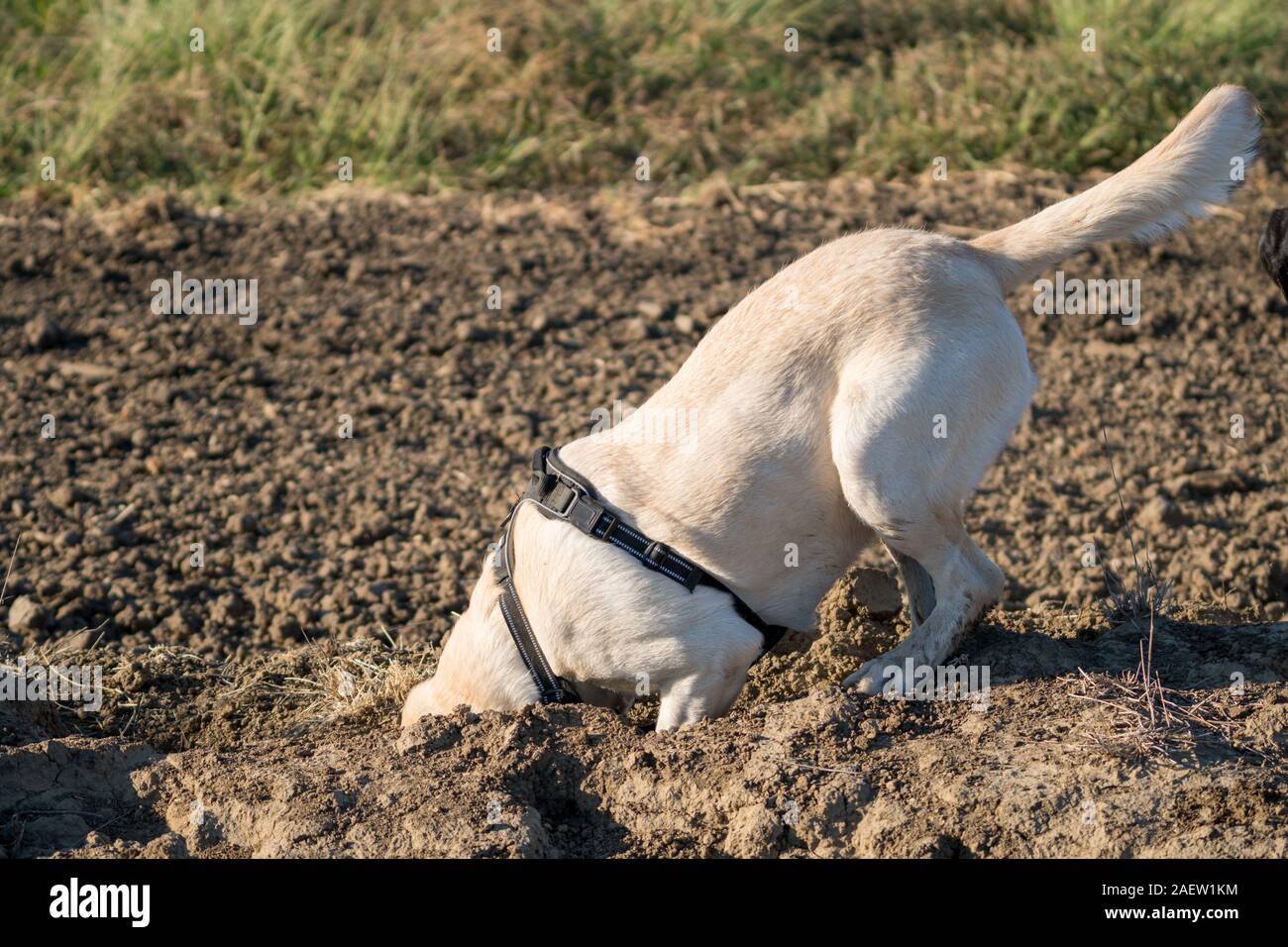 yellow Labrador retriever dog playing in dirt digging Stock Photo - Alamy