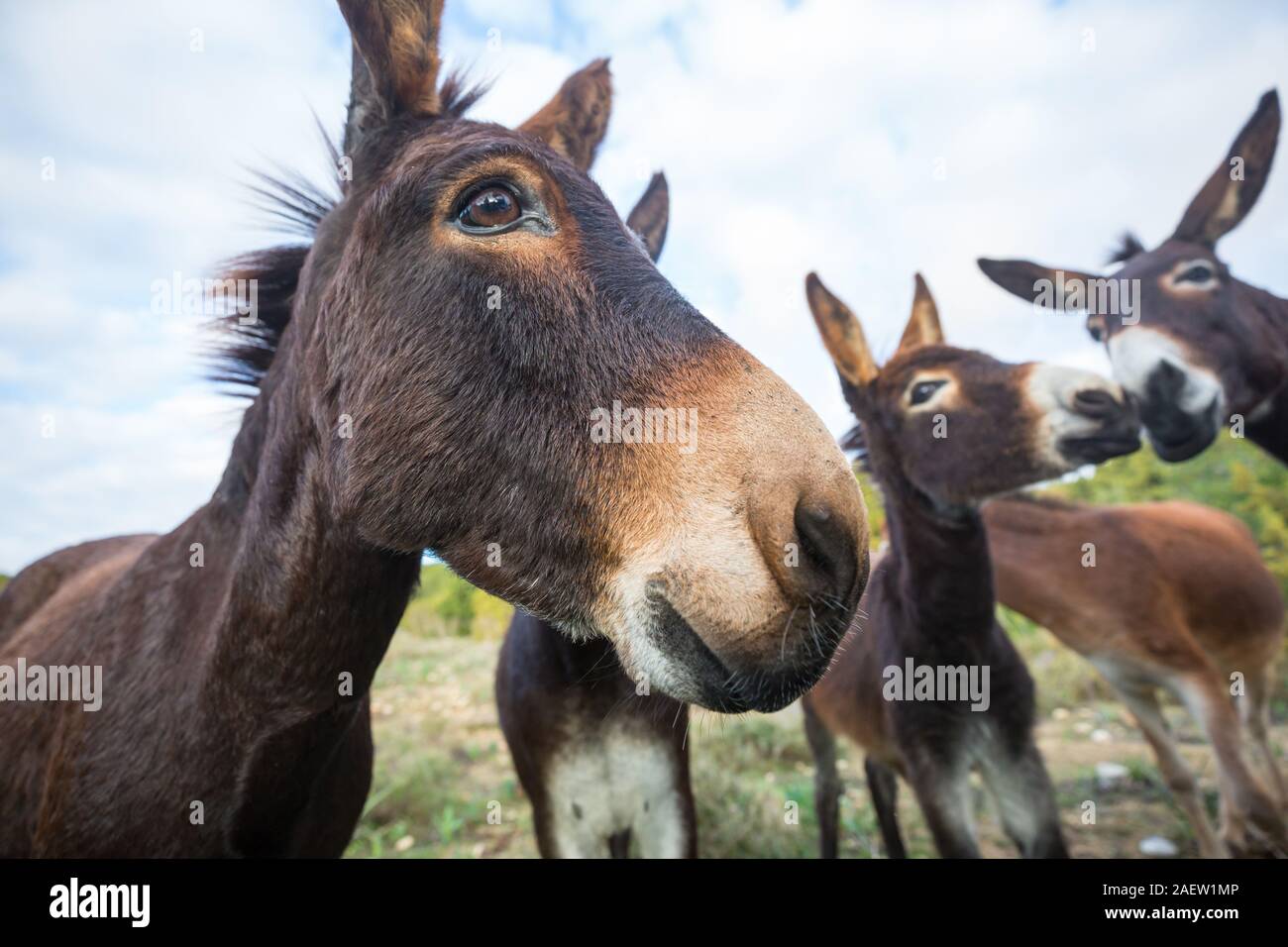 Wild donkey in Northern Cyprus Stock Photo - Alamy