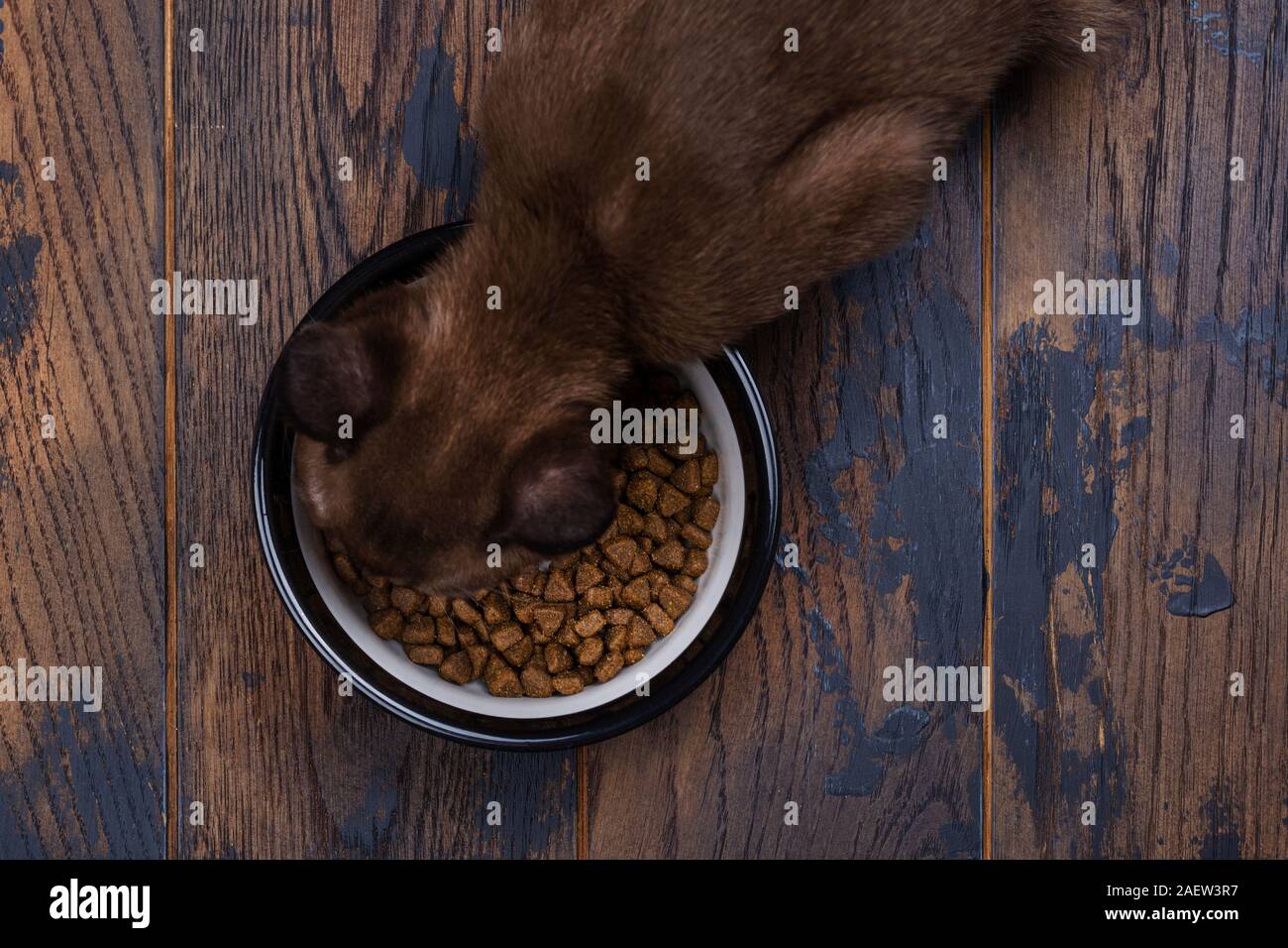 Cute kitten eating pet's granules Stock Photo - Alamy