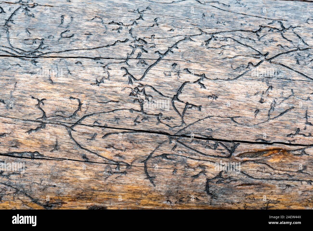 Insect s log hi-res stock photography and images - Alamy