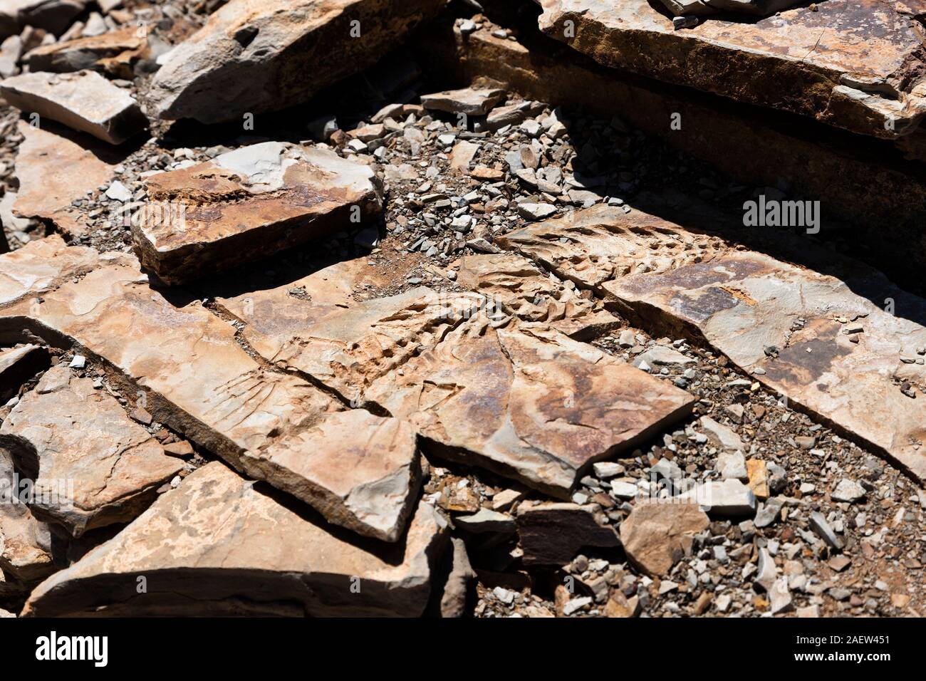 Mesosaurus fossil, at Fossil Spitzkoppe, Keetmanshoop, Karas Region ...