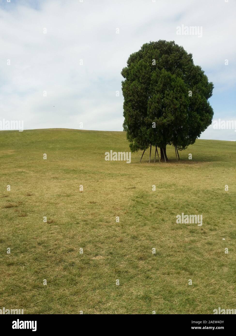 tree and lawn Stock Photo - Alamy