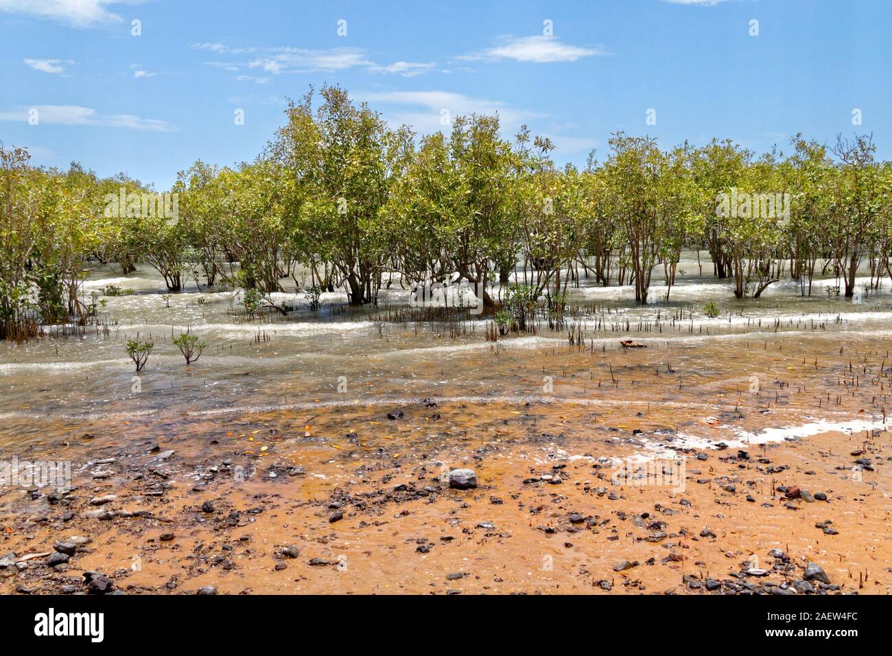 Mangrove trees, Broome, West Kimberley, Western Australia Stock Photo ...