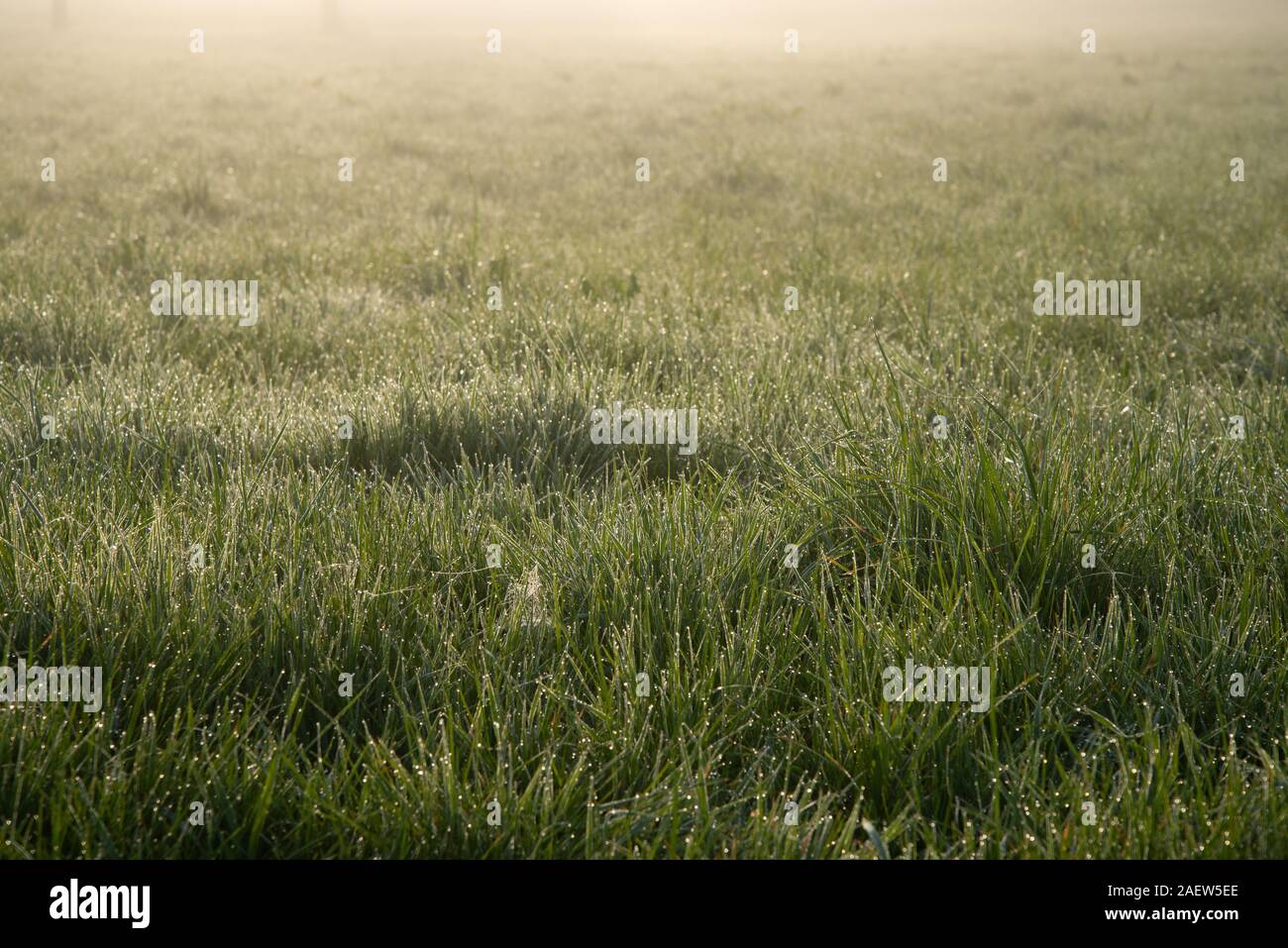 Morning Glade. Green fresh grass is covered with dew. Mist envelops the ...