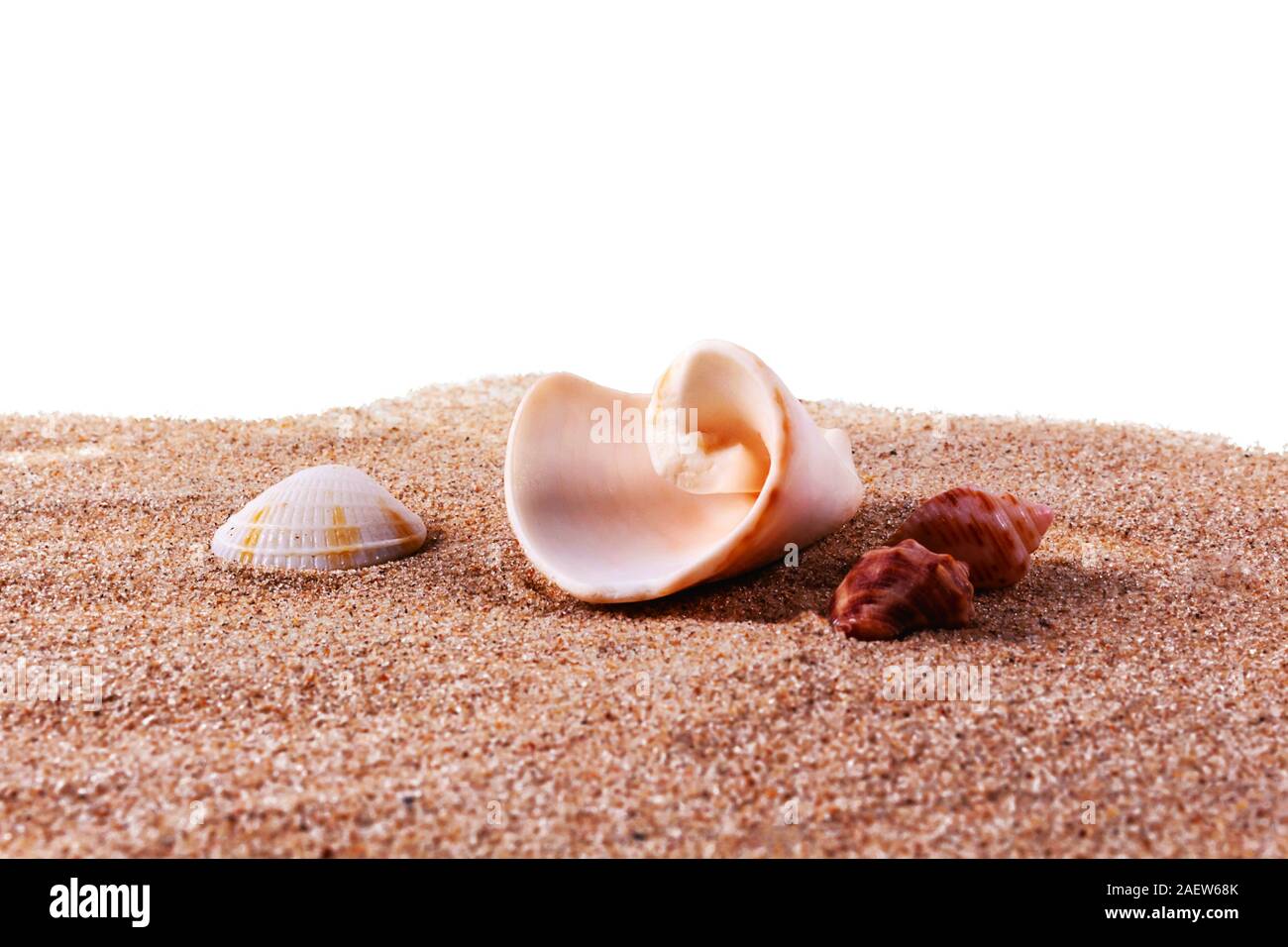Different small sea shells on fine ocean sand. Isolated on white ...