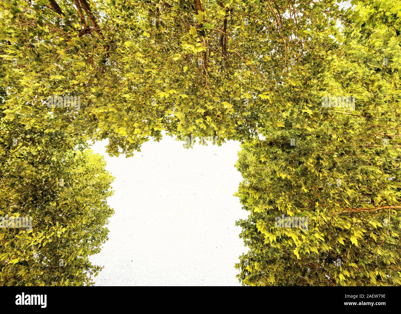 Vintage photo of framing trees Stock Photo - Alamy