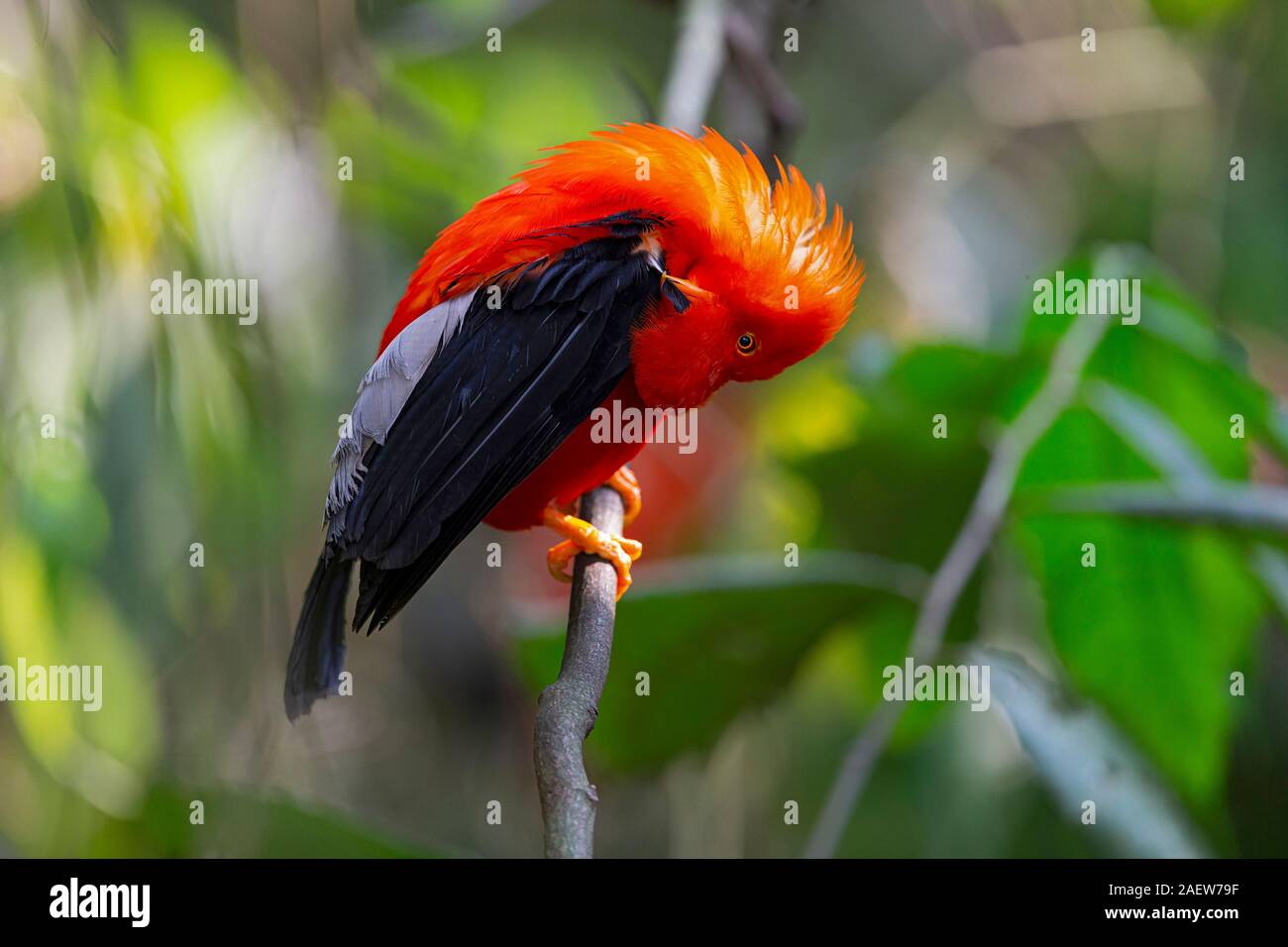 Andean Cock-of-the-Rock in the Western Andes of Colombia Stock Photo ...