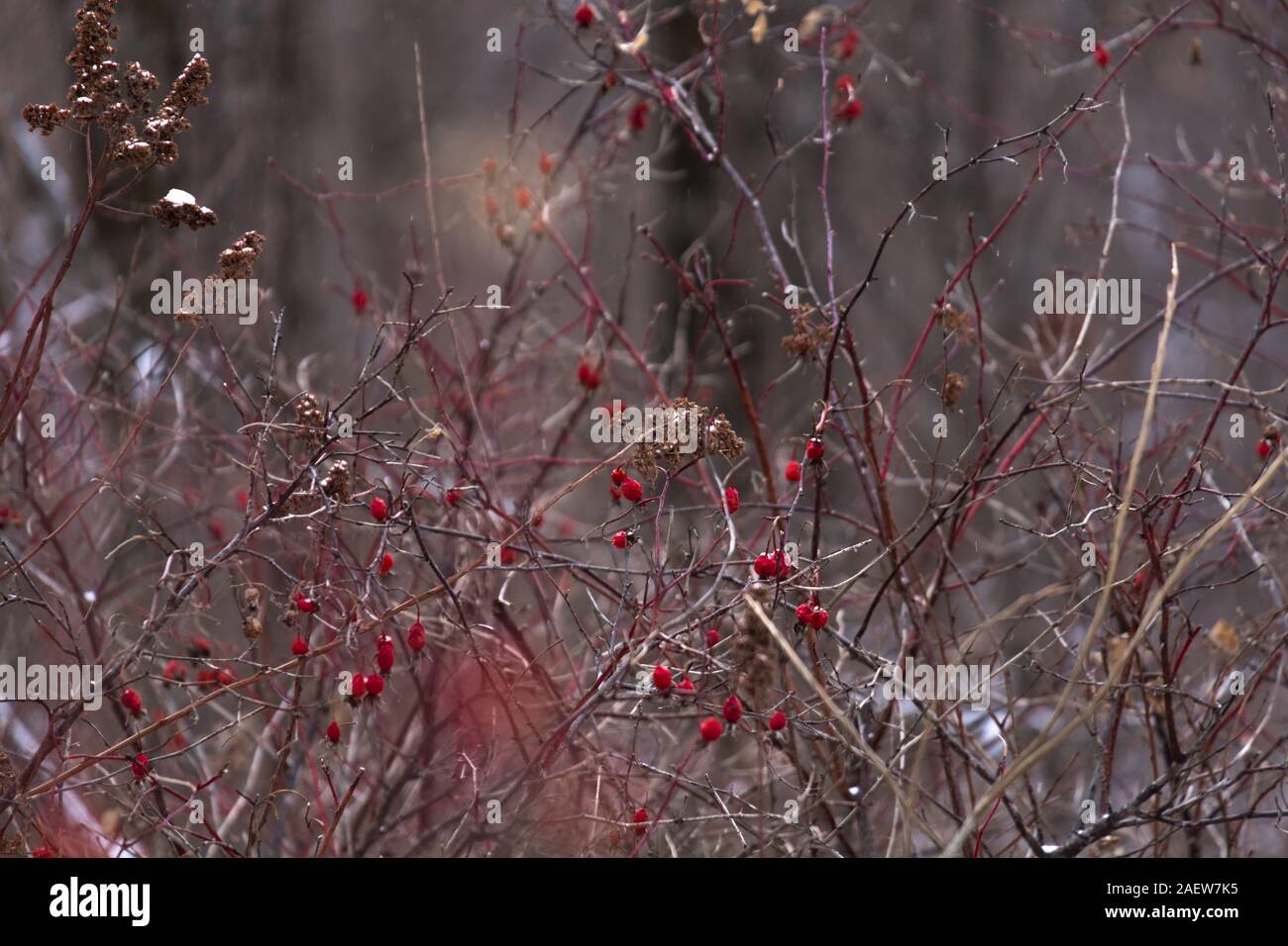 Red berry on the branches in the Russian forest in the winter. Blurred ...