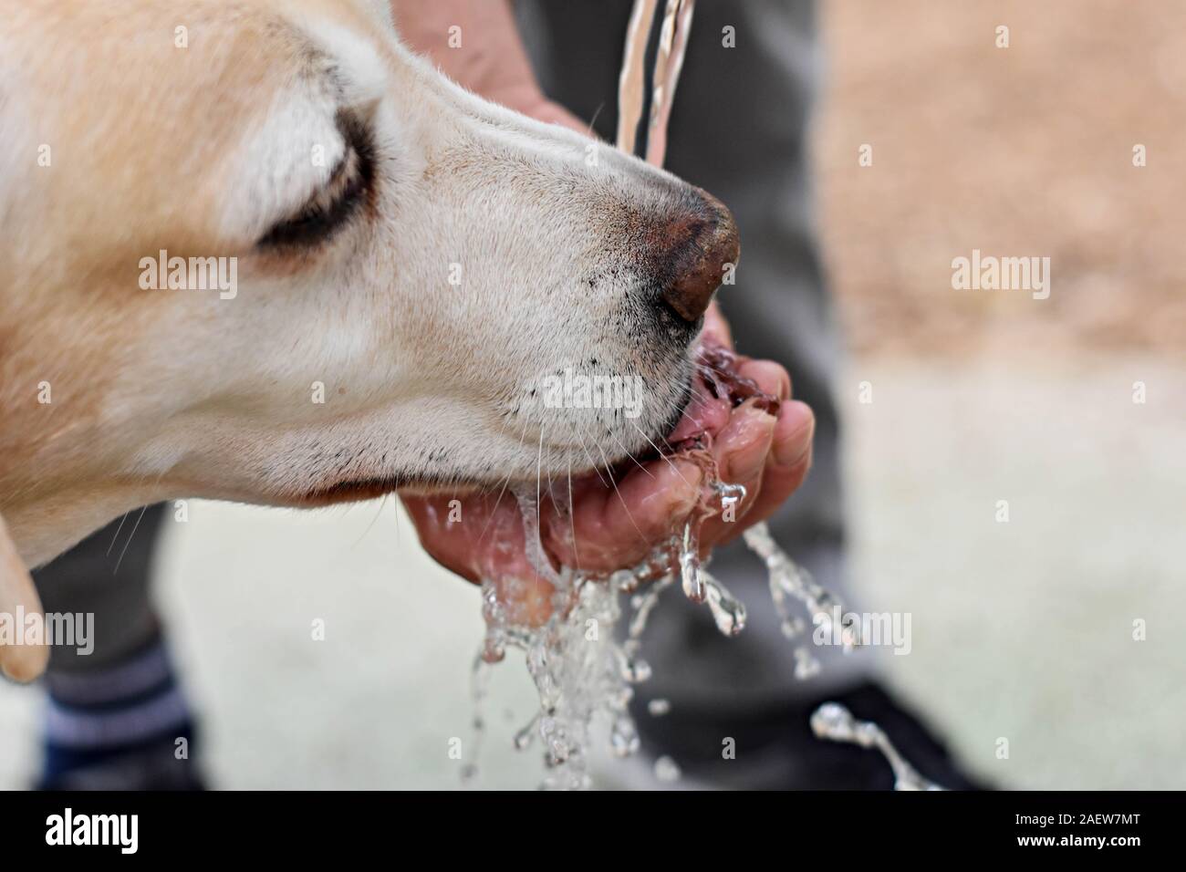 Cute Labrador retriever dog drinking water from owner hand/ Conceptual ...