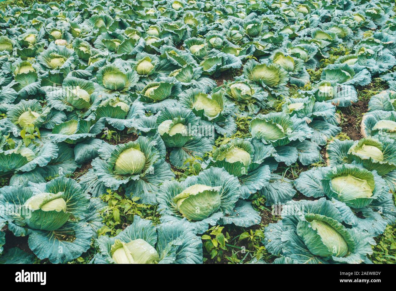 cabbage plantations grow in the field. vegetable rows. farming ...
