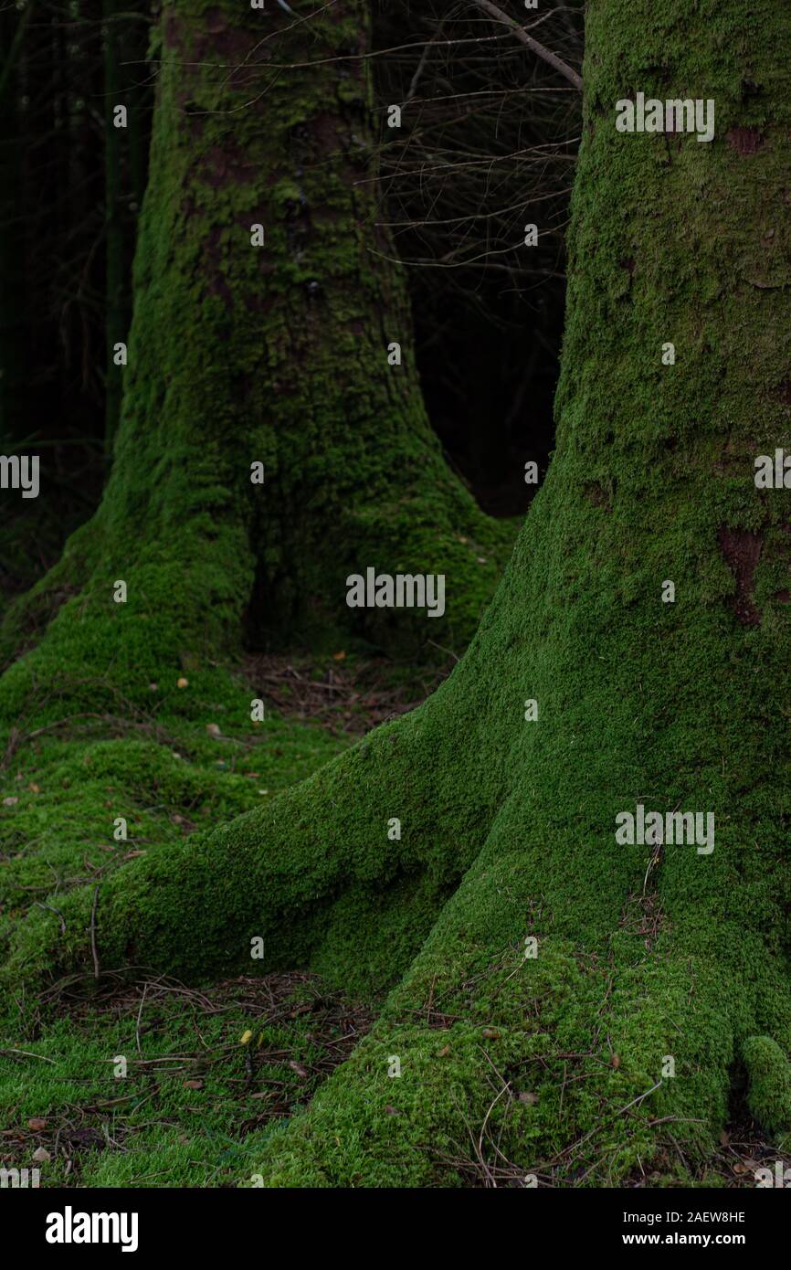 Forest tree in moss.Beautiful nature Stock Photo - Alamy