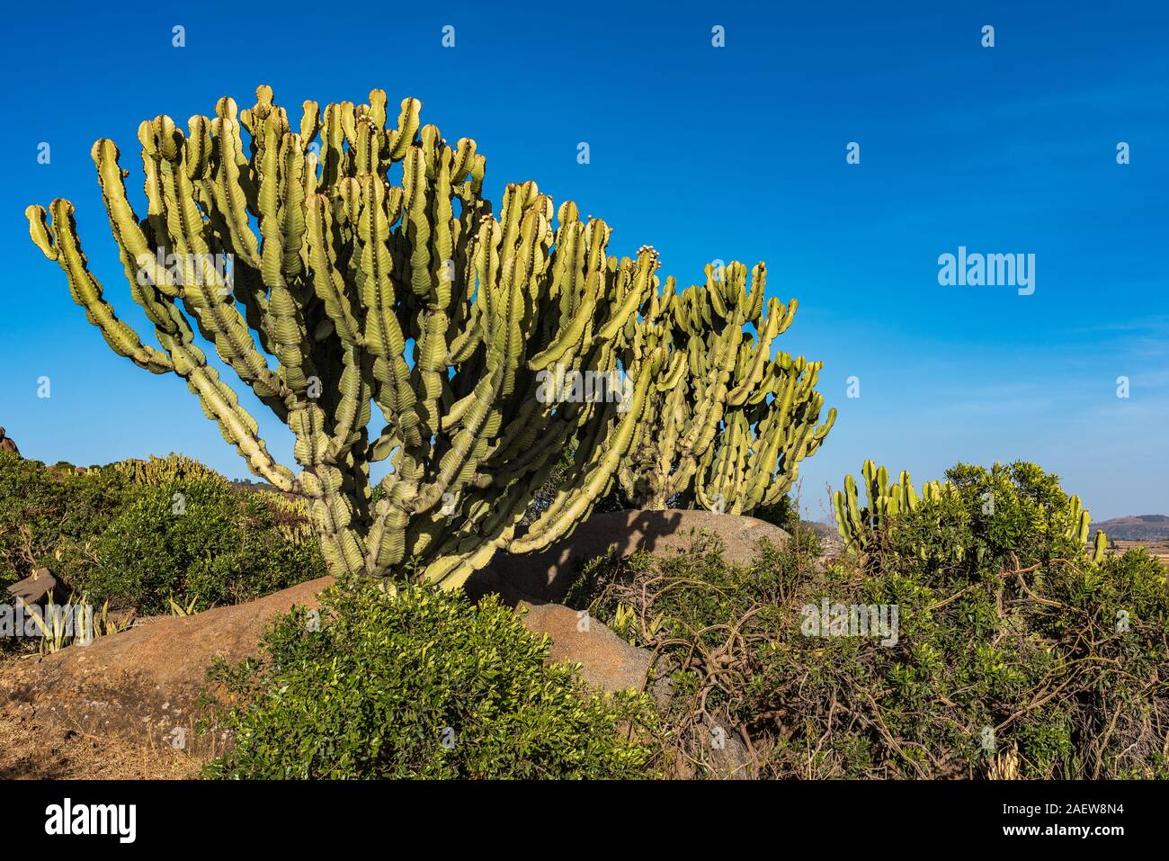 Ethiopia tigray flower hi-res stock photography and images - Alamy