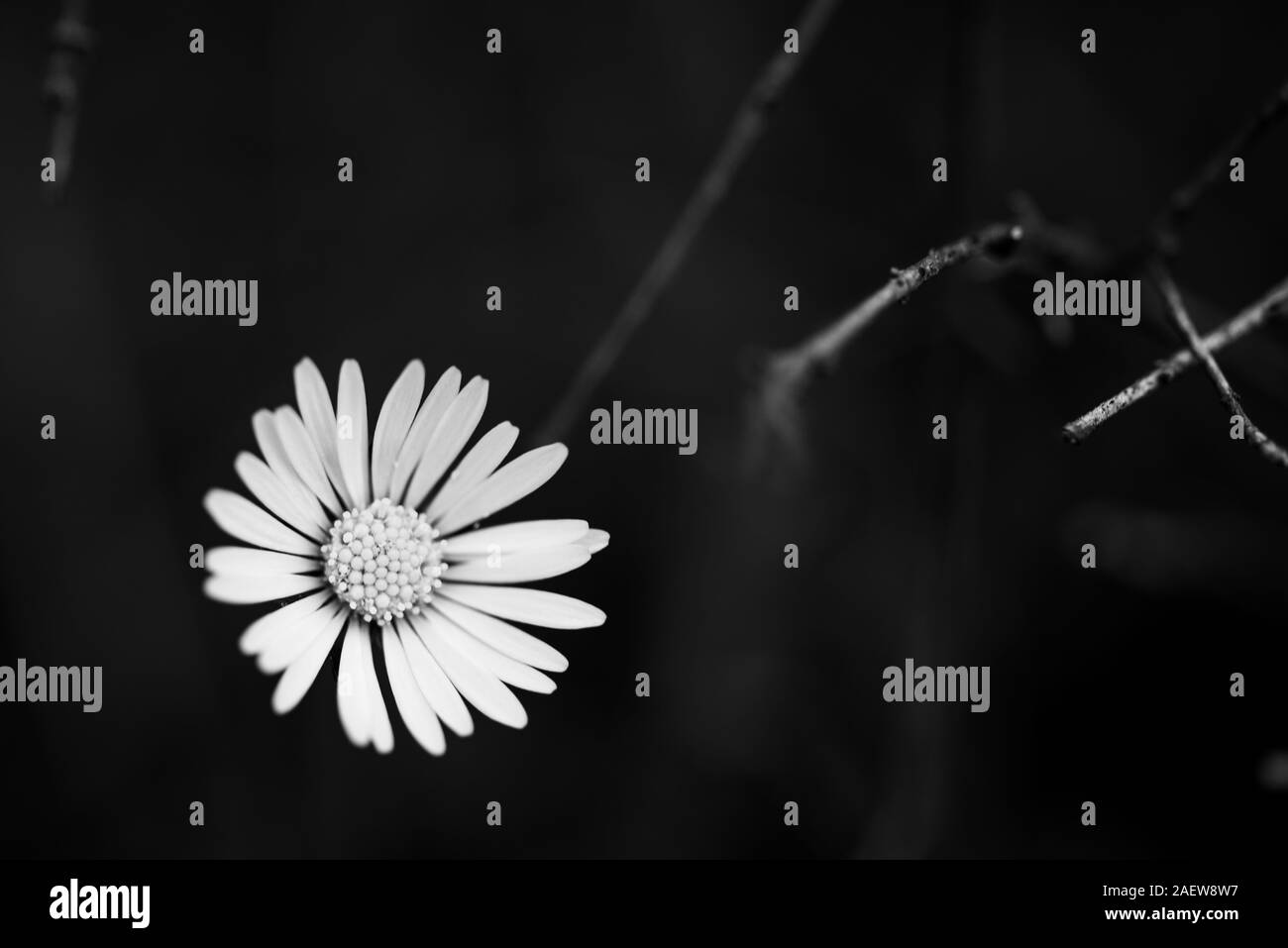 White daisies on black background. Flower work in black and white ...