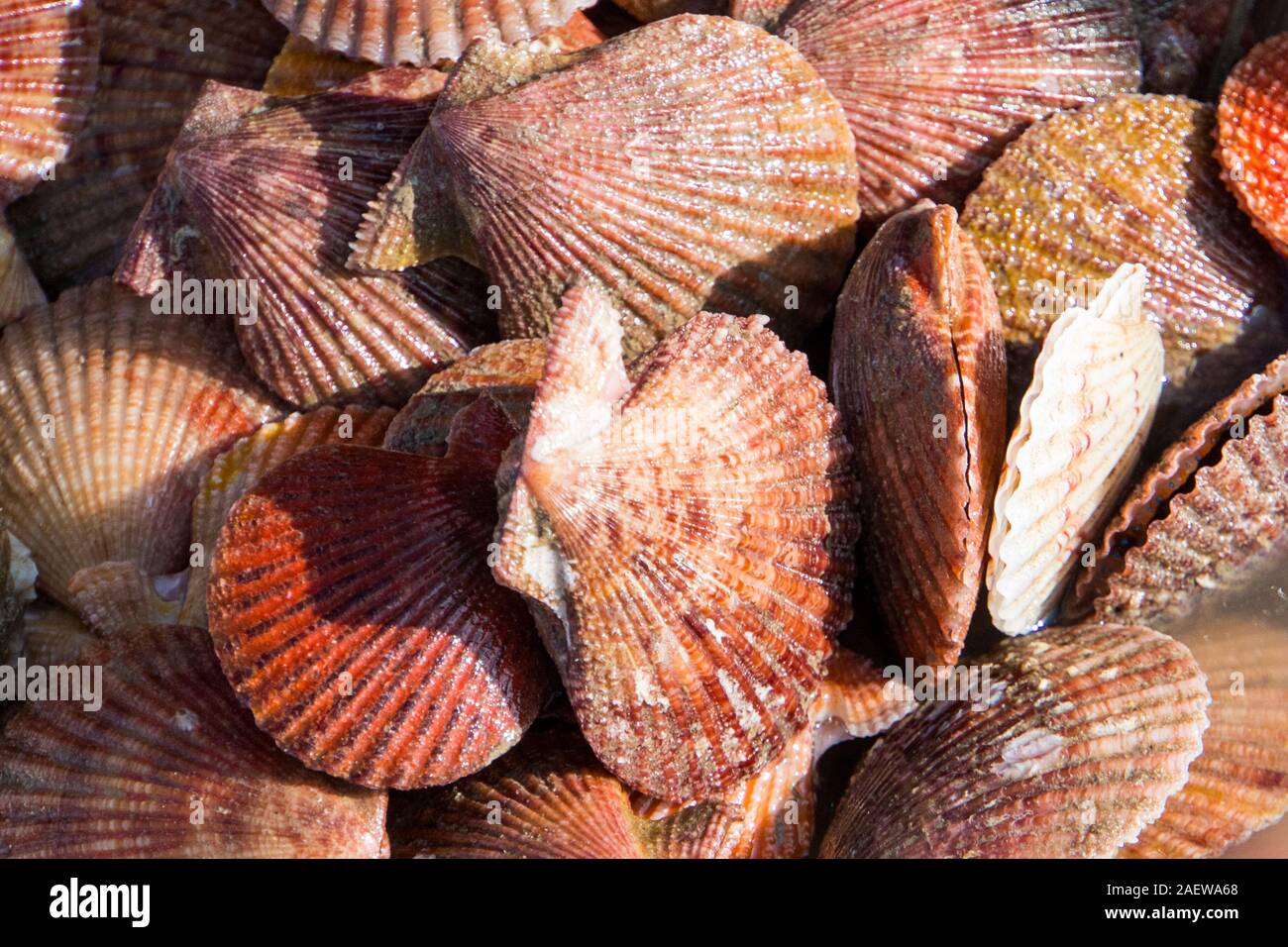 Scallop sea shells hi-res stock photography and images - Alamy