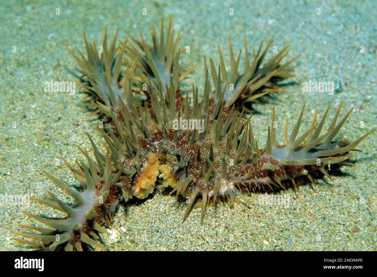 Starfish regeneration arms hi-res stock photography and images - Alamy