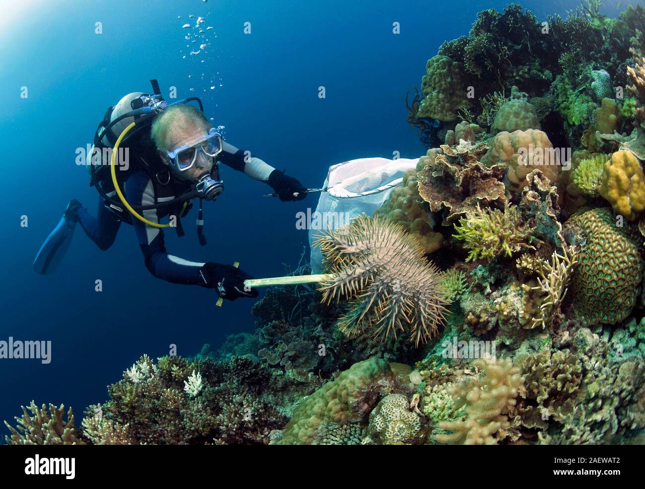 Scuba diver collect and remove Crown of thorns starfishes (Acanthaster ...