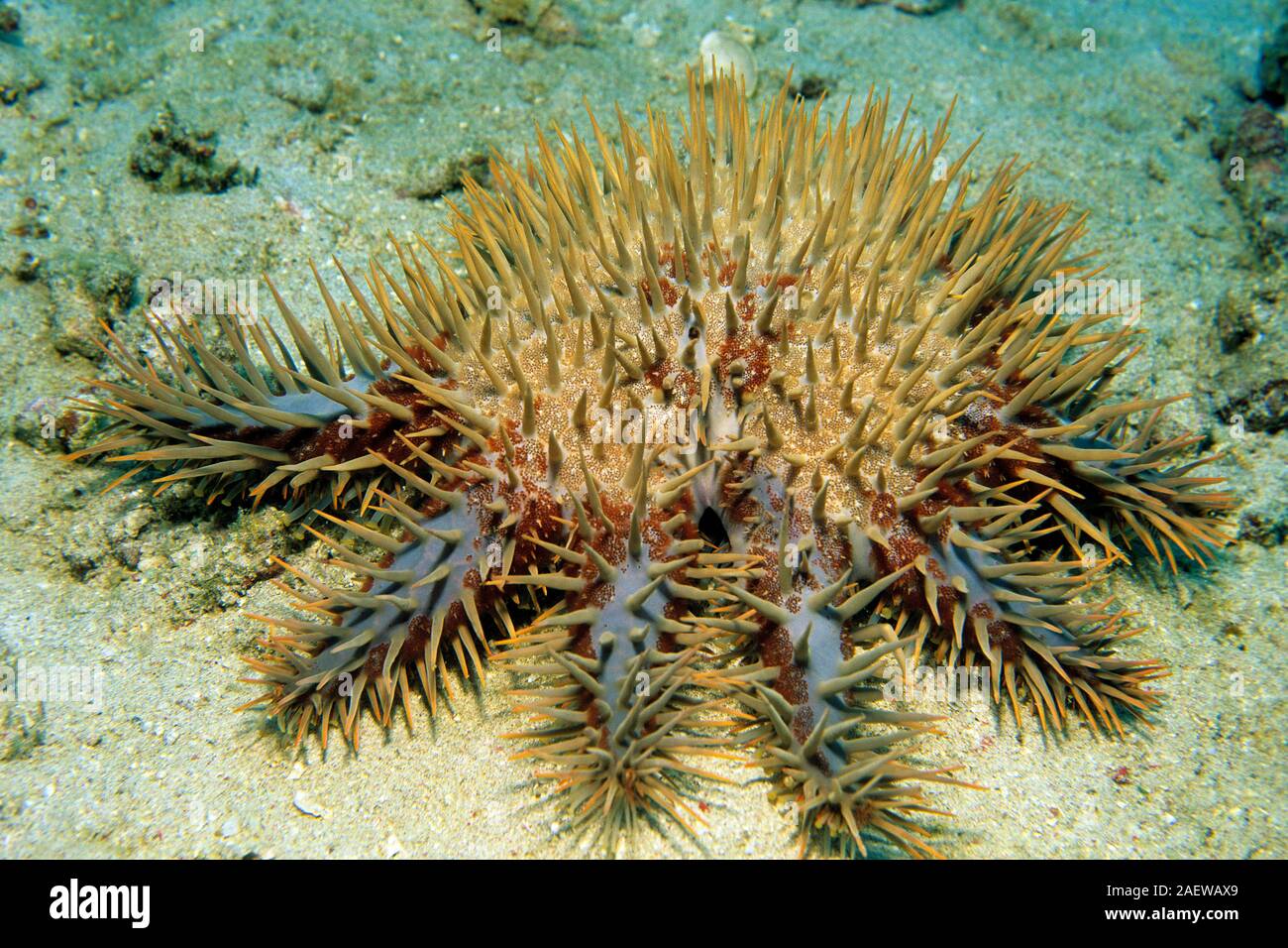 Crown of thorns starfish (Acanthaster planci) laying on sandy bottom ...