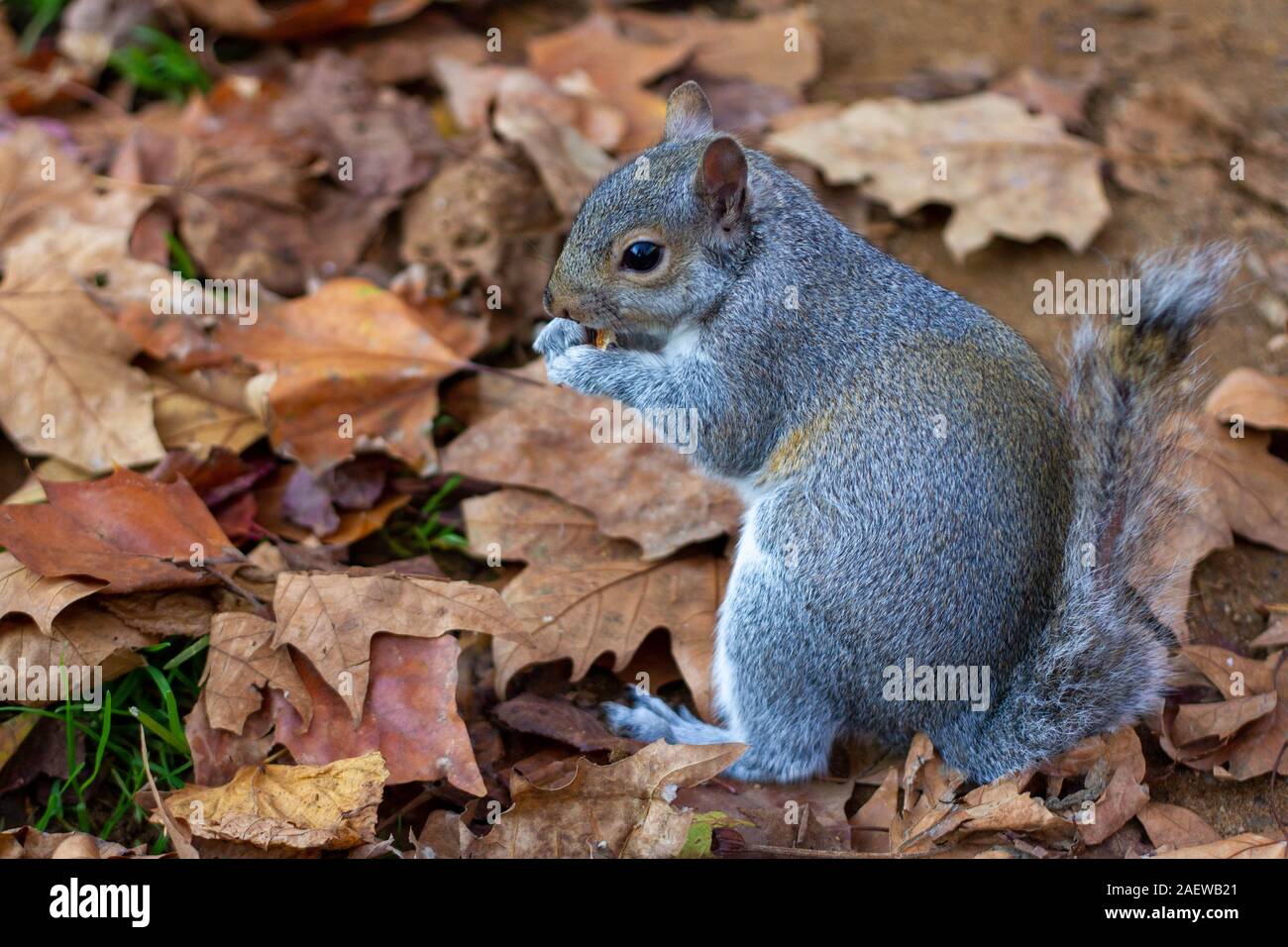 Squirrel damaged hi-res stock photography and images - Alamy