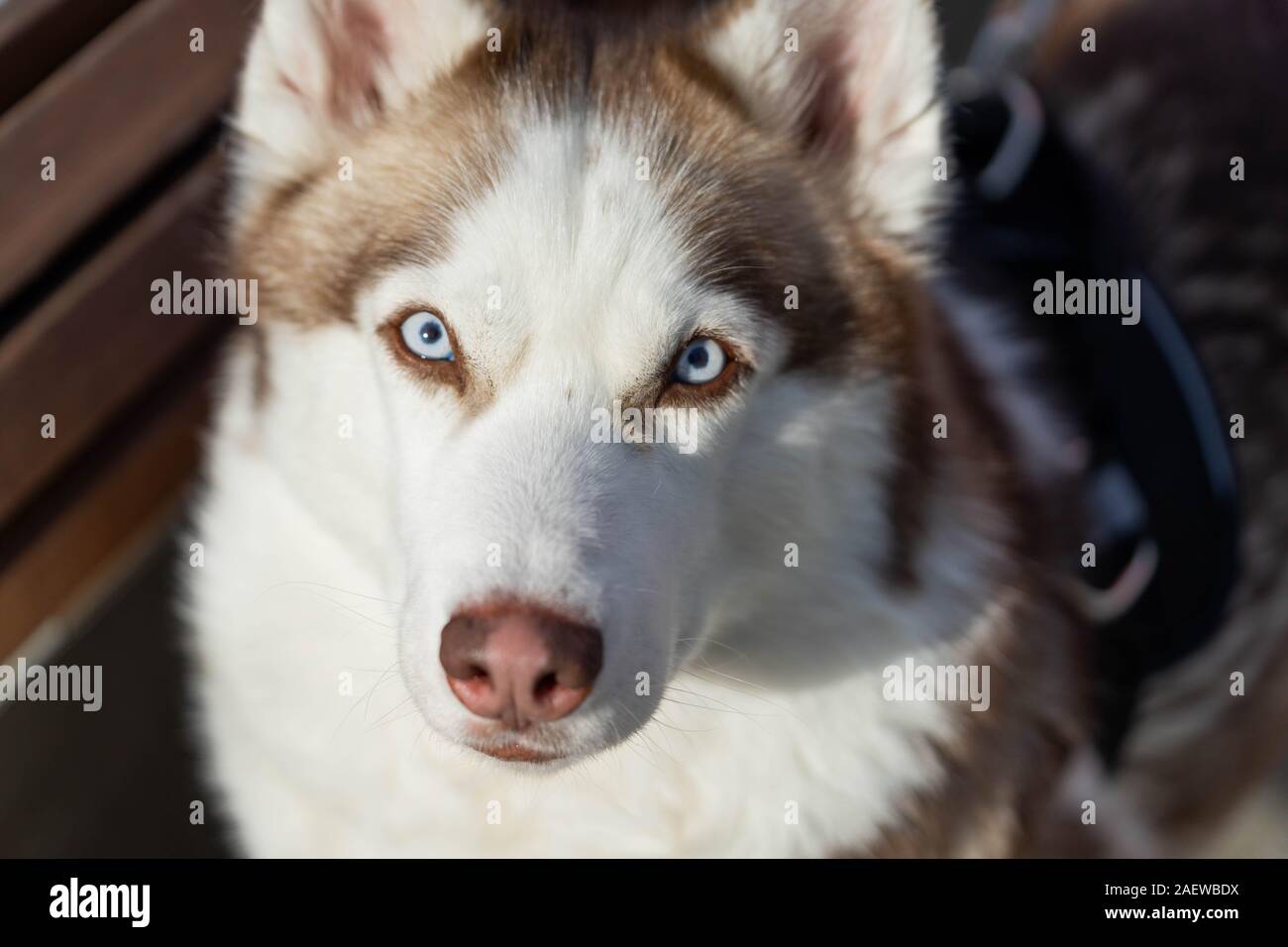Cute Husky Dog Looking At Viewer With Her Big Blue Vivid Eyes. Concept ...