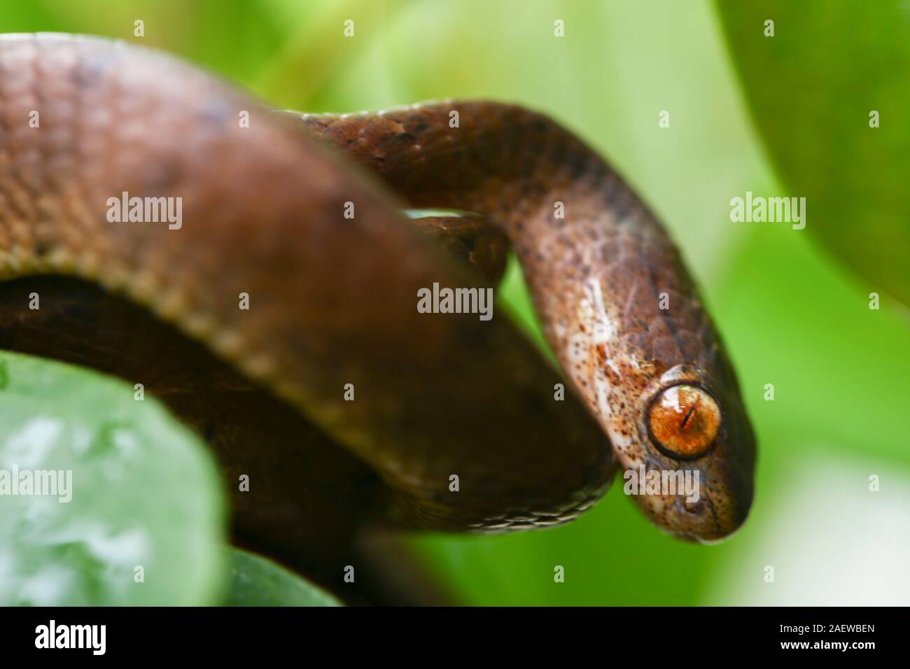 The keeled slug-eating snake, Pareas carinatus, is a species of snake ...