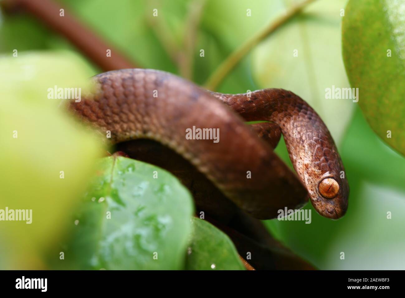 The keeled slug-eating snake, Pareas carinatus, is a species of snake ...