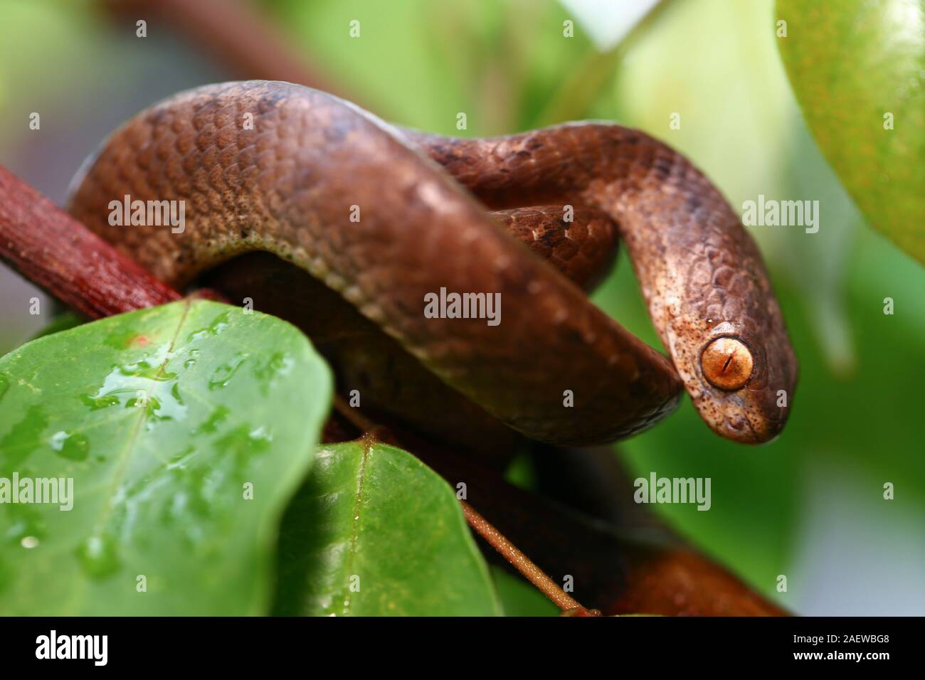 The keeled slug-eating snake, Pareas carinatus, is a species of snake ...