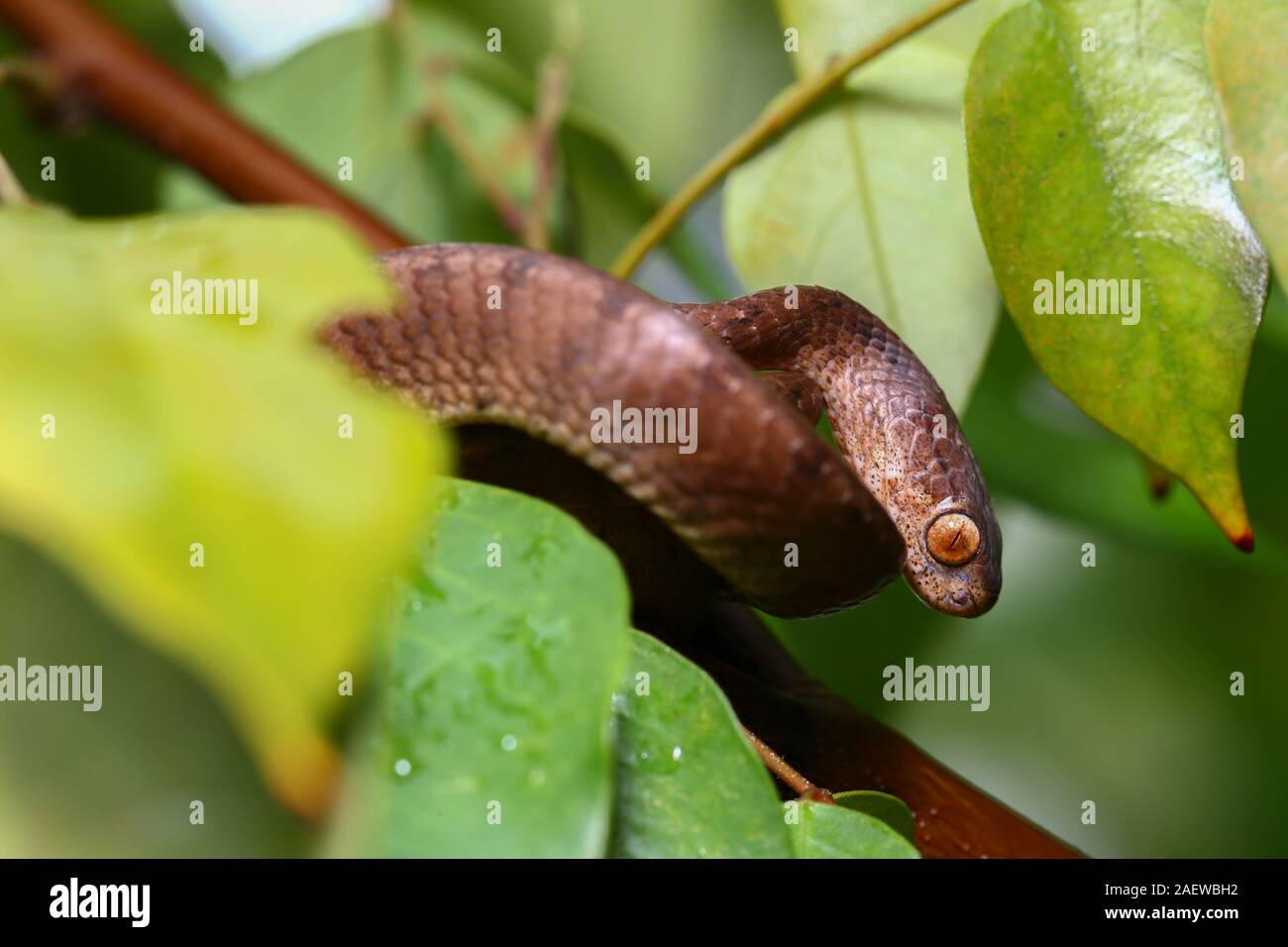 The keeled slug-eating snake, Pareas carinatus, is a species of snake ...