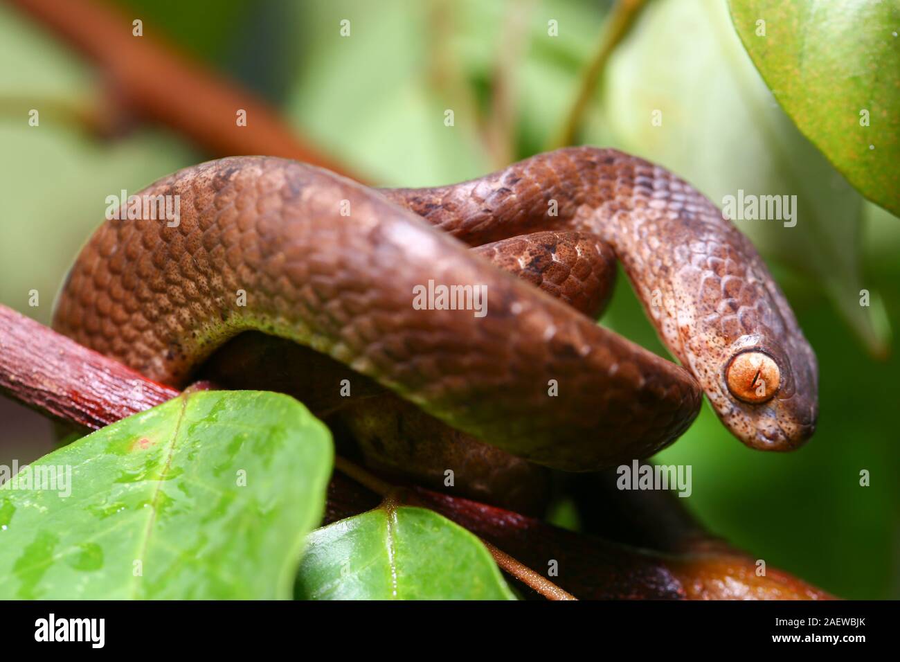 The keeled slug-eating snake, Pareas carinatus, is a species of snake ...
