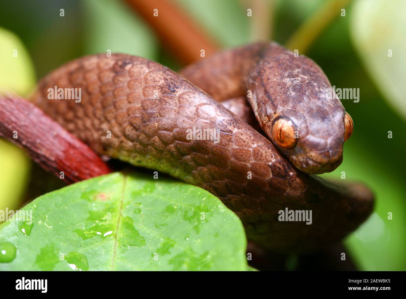 The keeled slug-eating snake, Pareas carinatus, is a species of snake ...