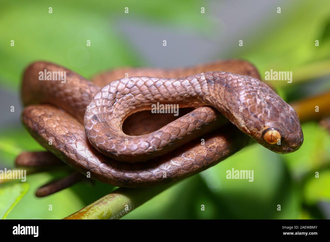 The keeled slug-eating snake, Pareas carinatus, is a species of snake ...