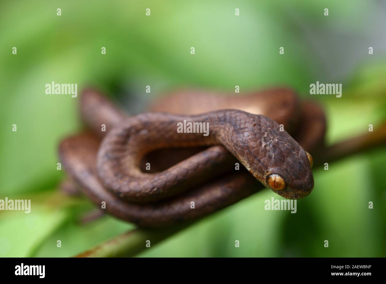 The keeled slug-eating snake, Pareas carinatus, is a species of snake ...