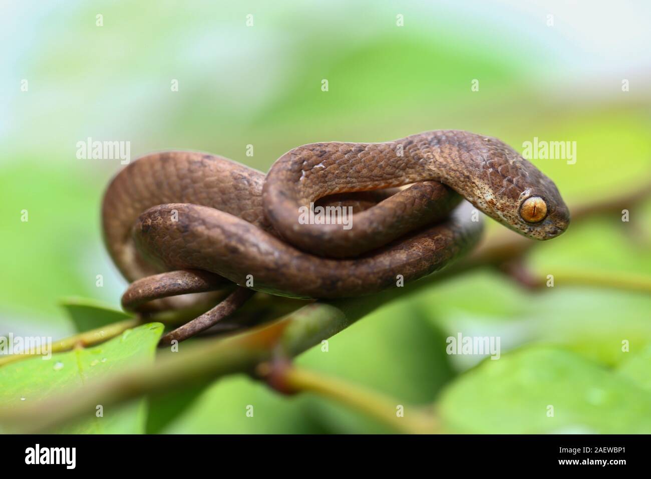 The keeled slug-eating snake, Pareas carinatus, is a species of snake ...
